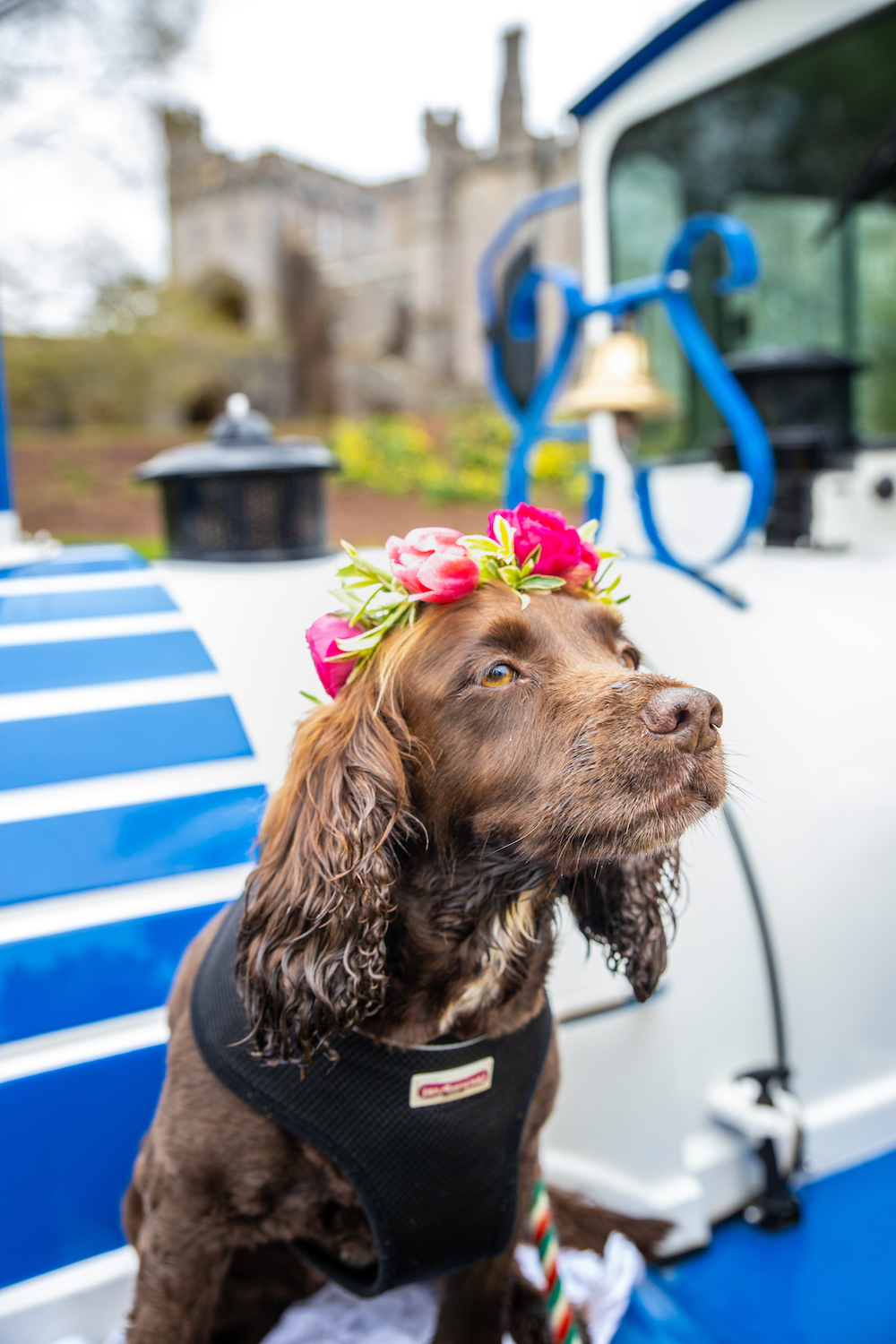Dogs in the picture - Powderham Castle 1 & 2 May 2026