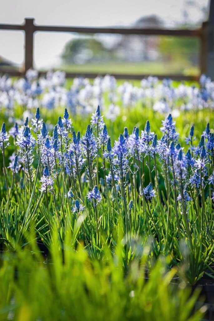 Meet the National Collection holder of camassia - Powderham Castle 1 ...